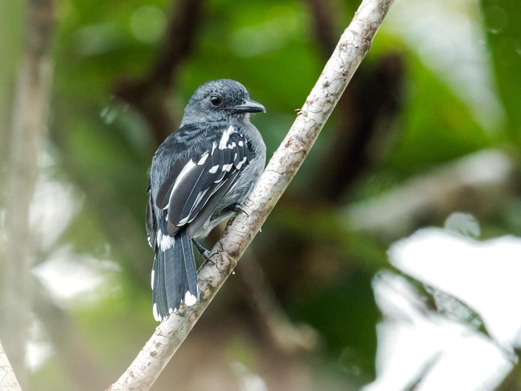 batará amazónico (Aves del Casanare) · iNaturalist