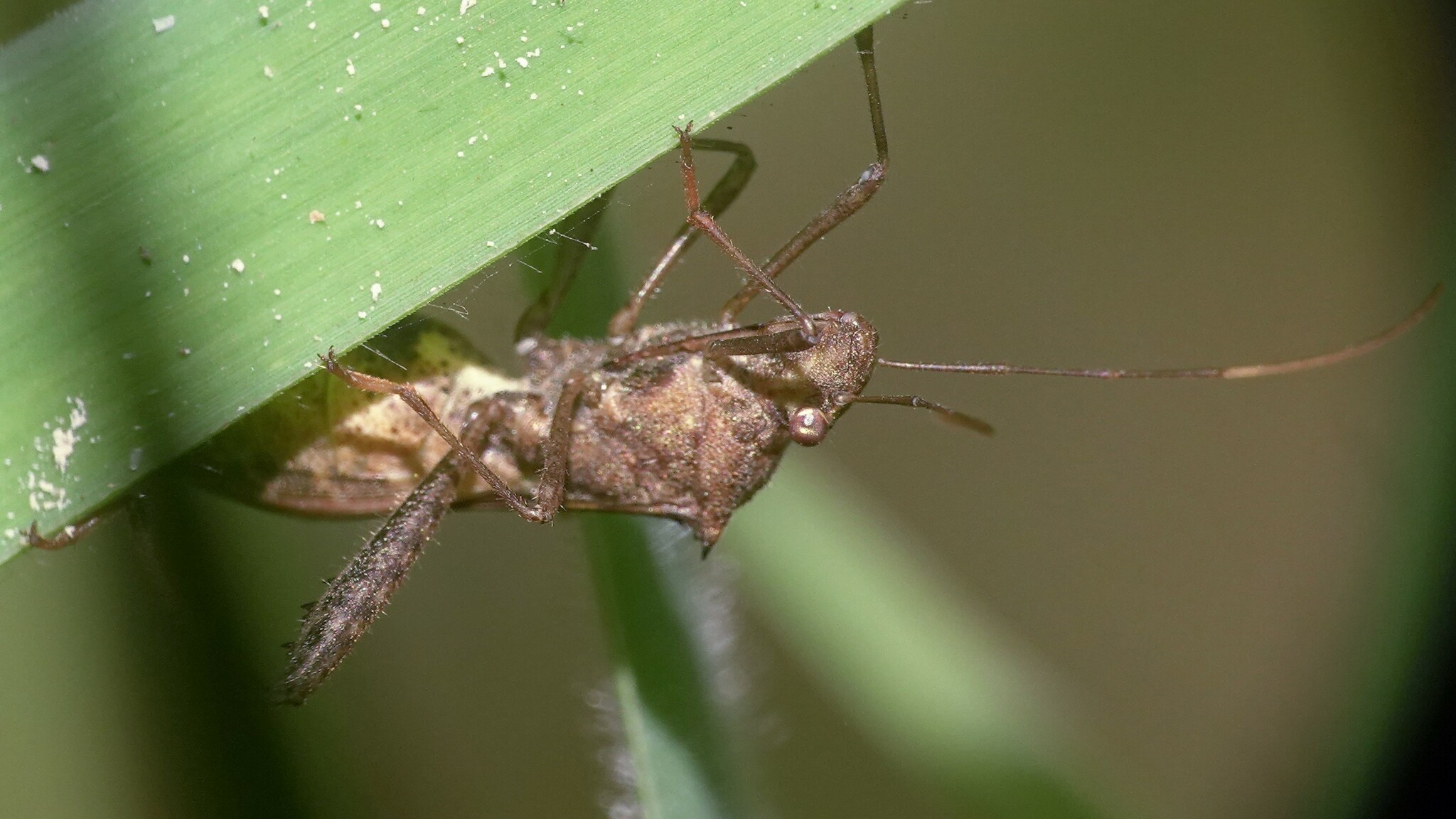 Riptortus linearis (Fabricius, 1775)