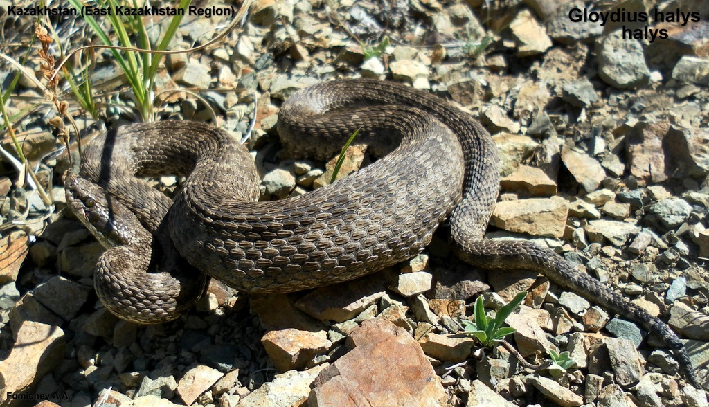 Halys Pit Viper from Kazakhstan, East Kazakhstan Region, Kyzylbel'tau ...
