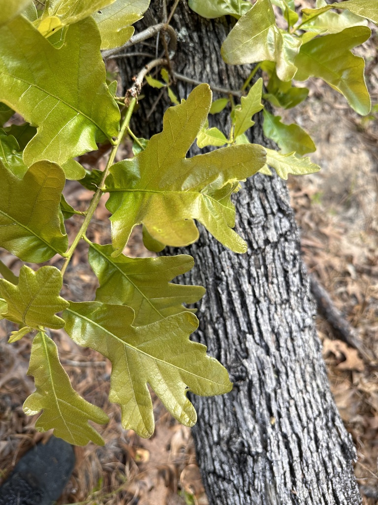 post oak in April 2023 by Josh Teyler · iNaturalist