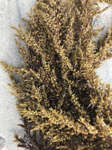Japanese Wireweed (Marine Botany of Washington) · iNaturalist