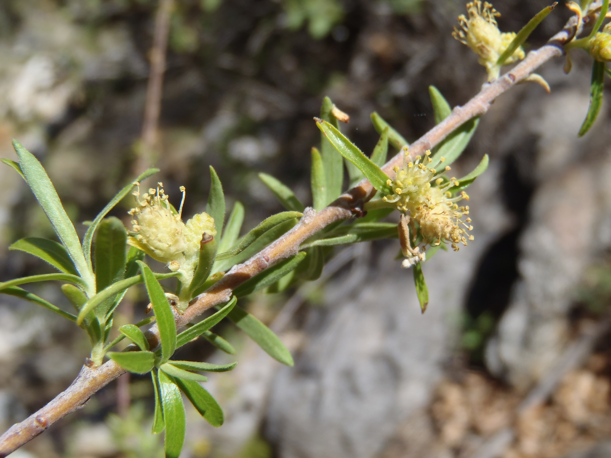 Salix taxifolia Kunth