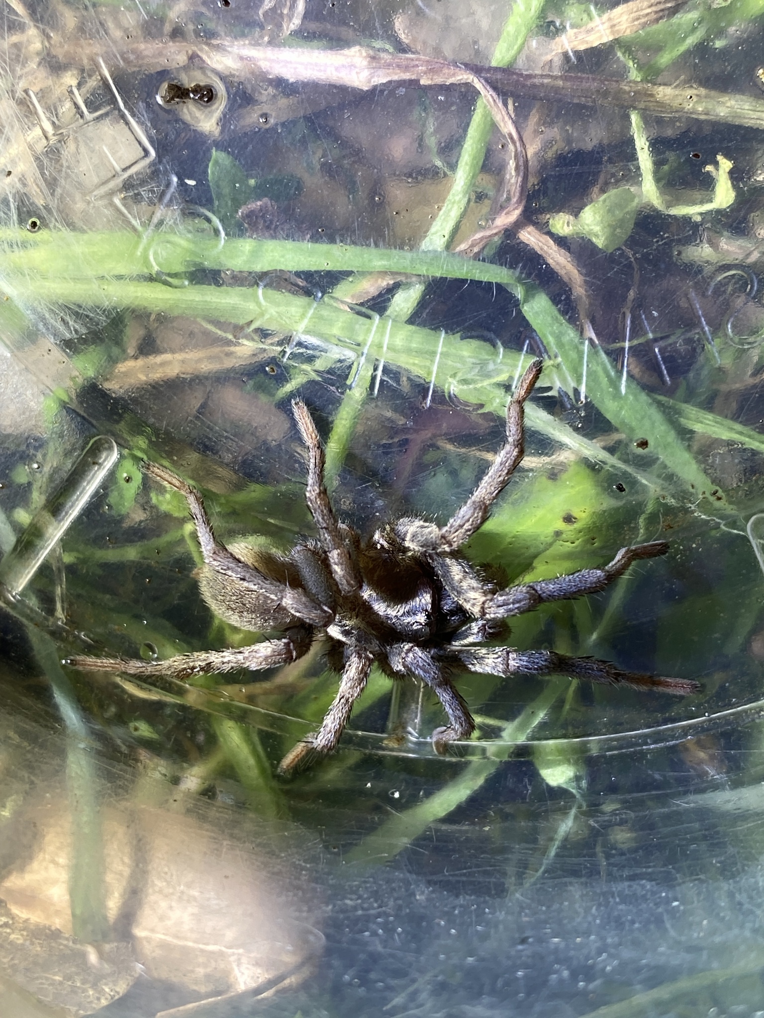 Calisoga longitarsis (Simon, 1891)