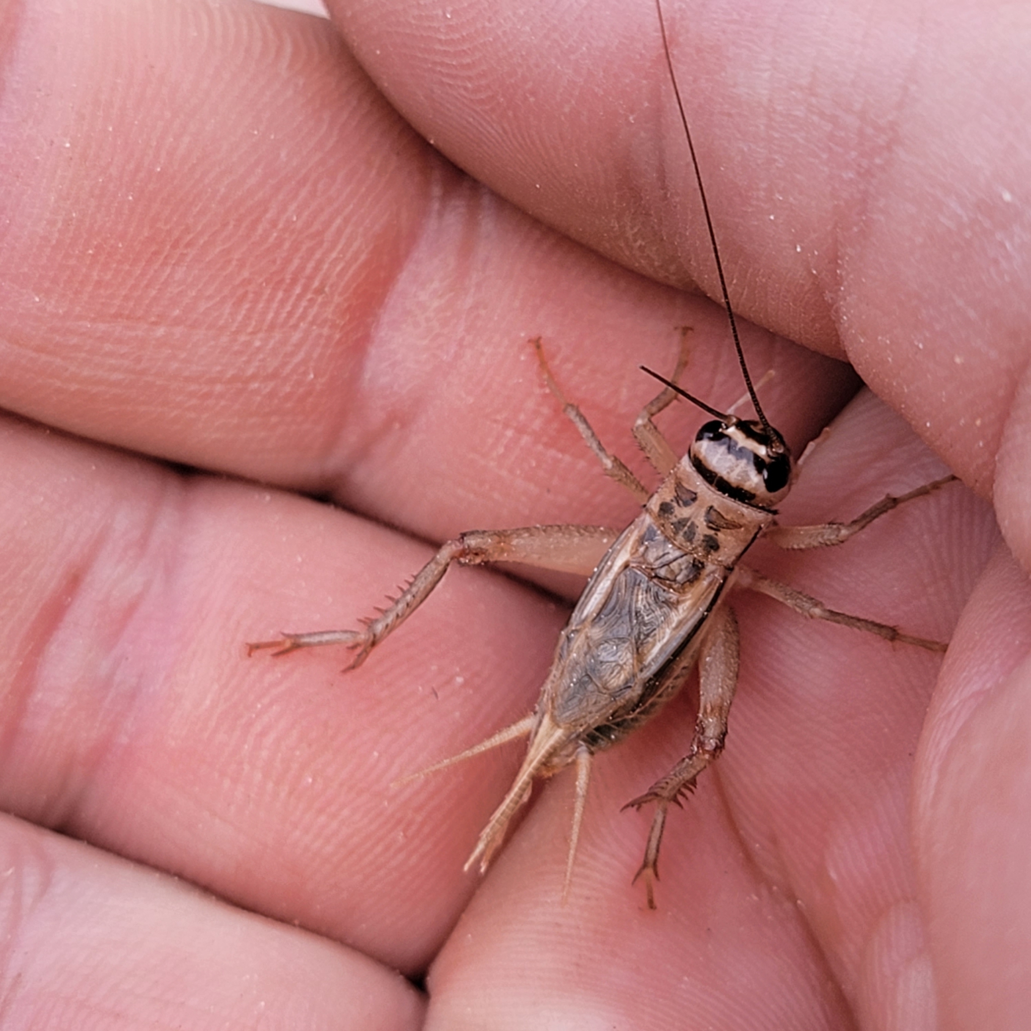 Acheta domesticus (Linnaeus, 1758)