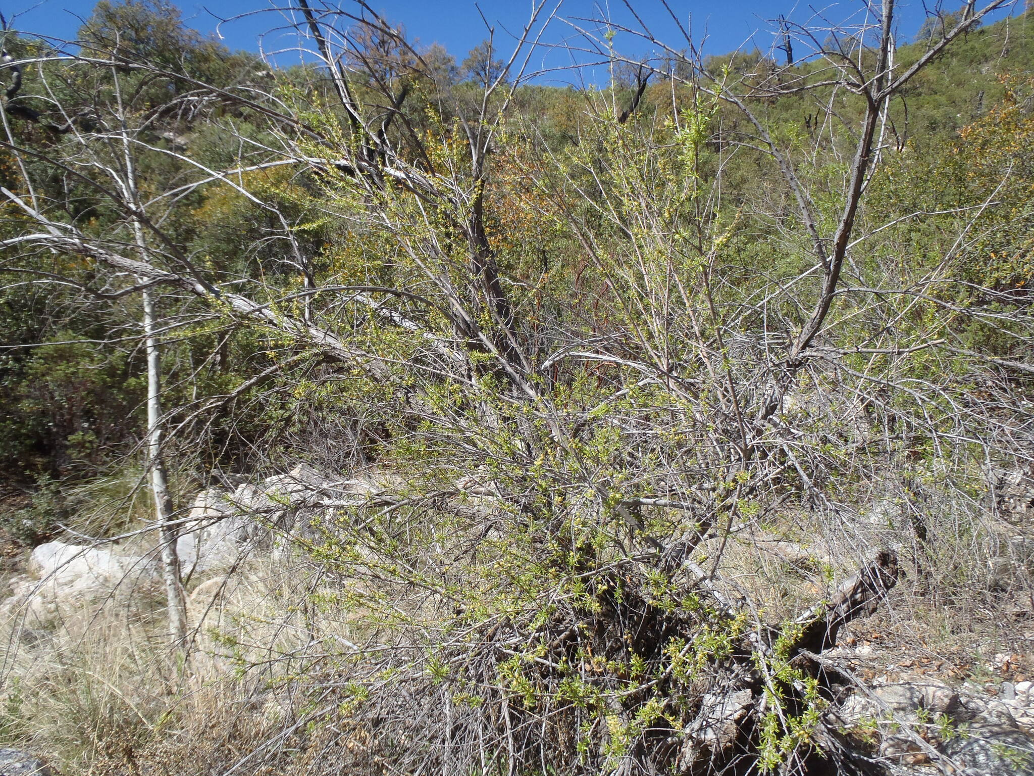 Salix taxifolia Kunth