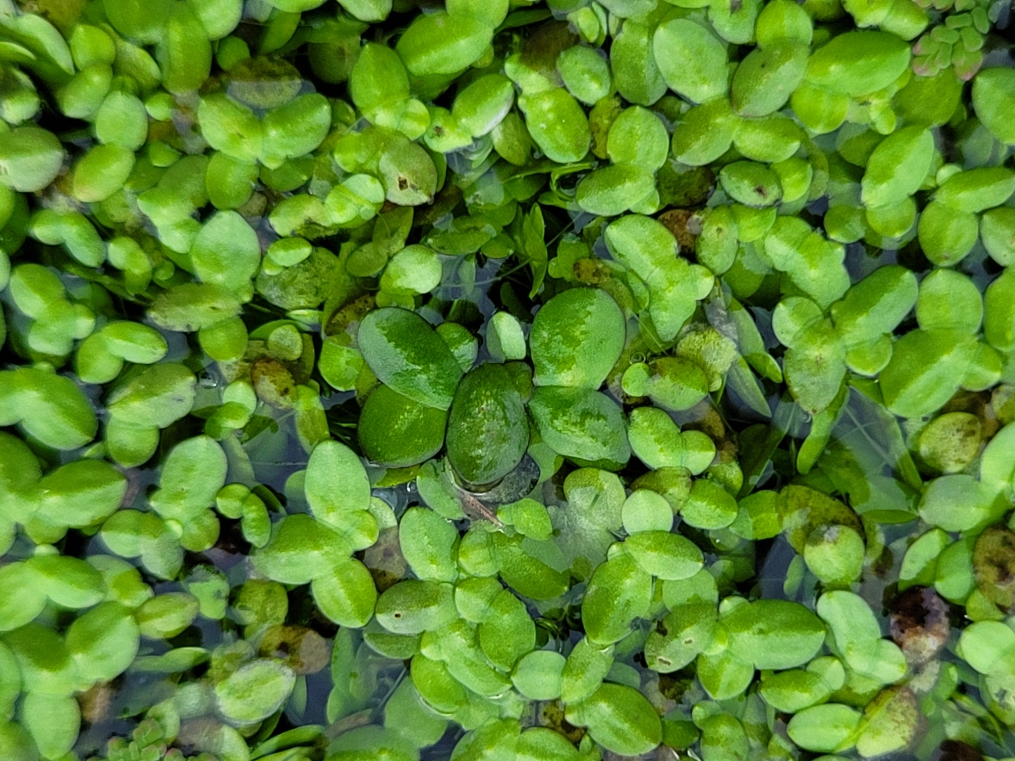Lemna Aequinoctialis
