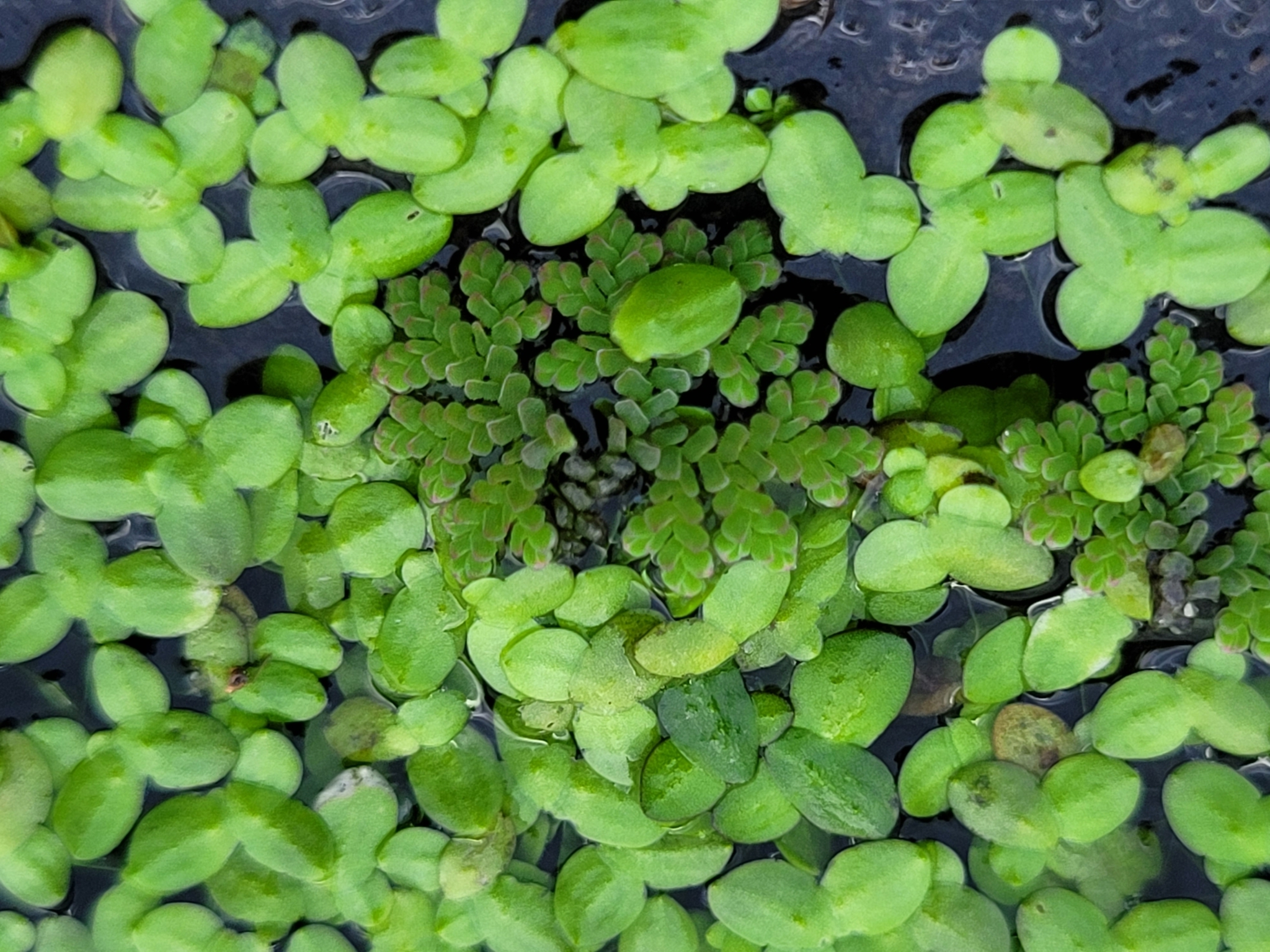 Lemna Aequinoctialis