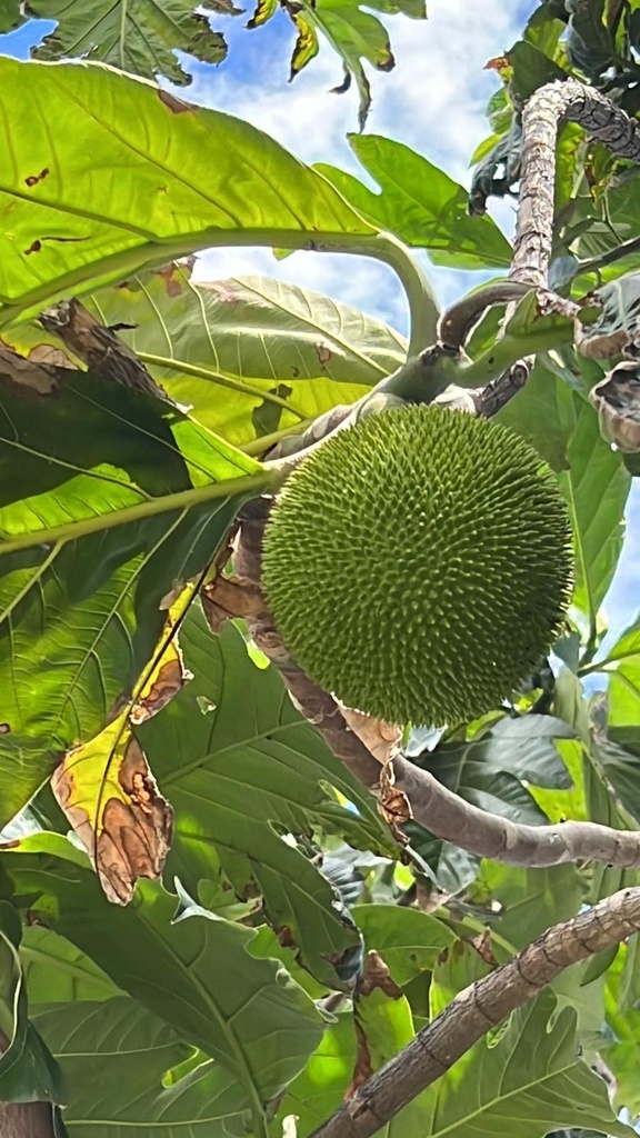 Breadnut (Artocarpus camansi) - Botanical Realm