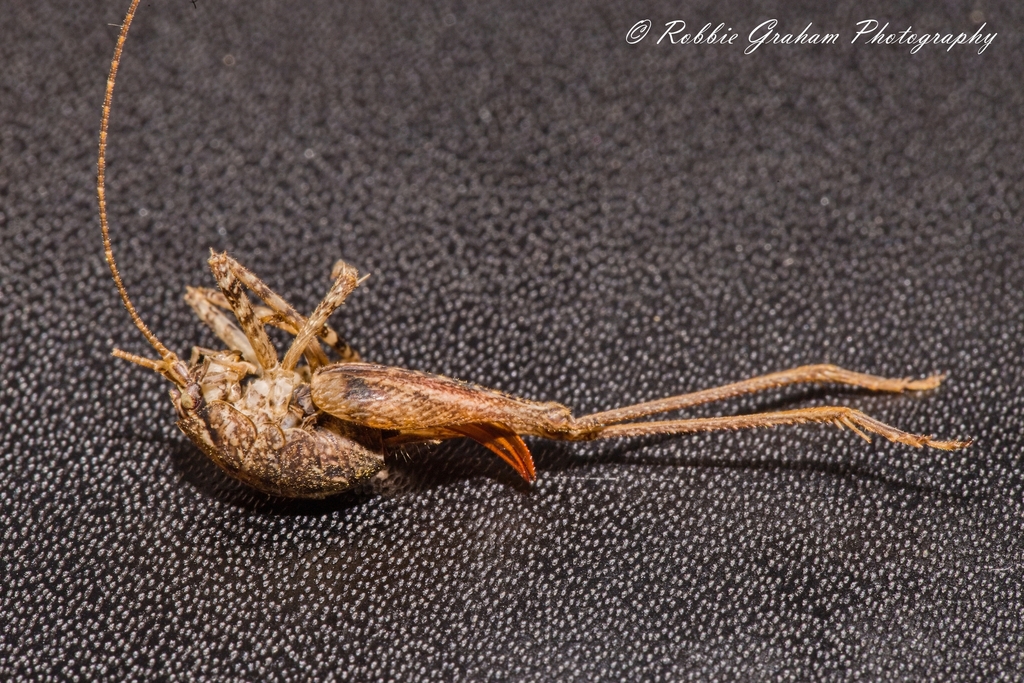 Pleioplectron from Waitahanui, New Zealand on April 24, 2023 at 02:49 ...