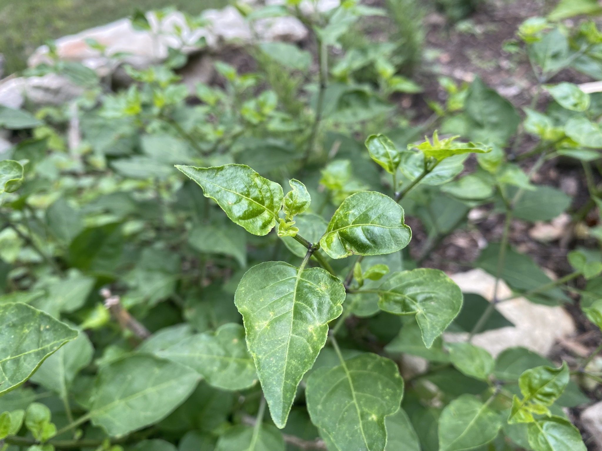 Capsicum annuum L.