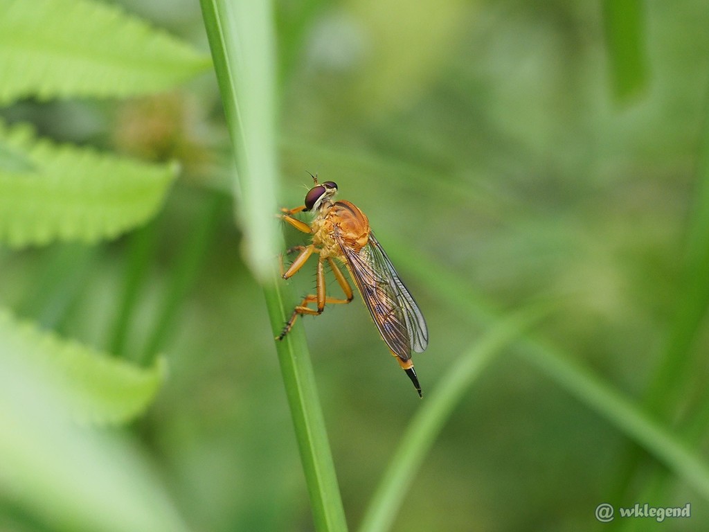 Asilinae from 香港西貢 on October 20, 2018 at 10:43 AM by wklegend ...