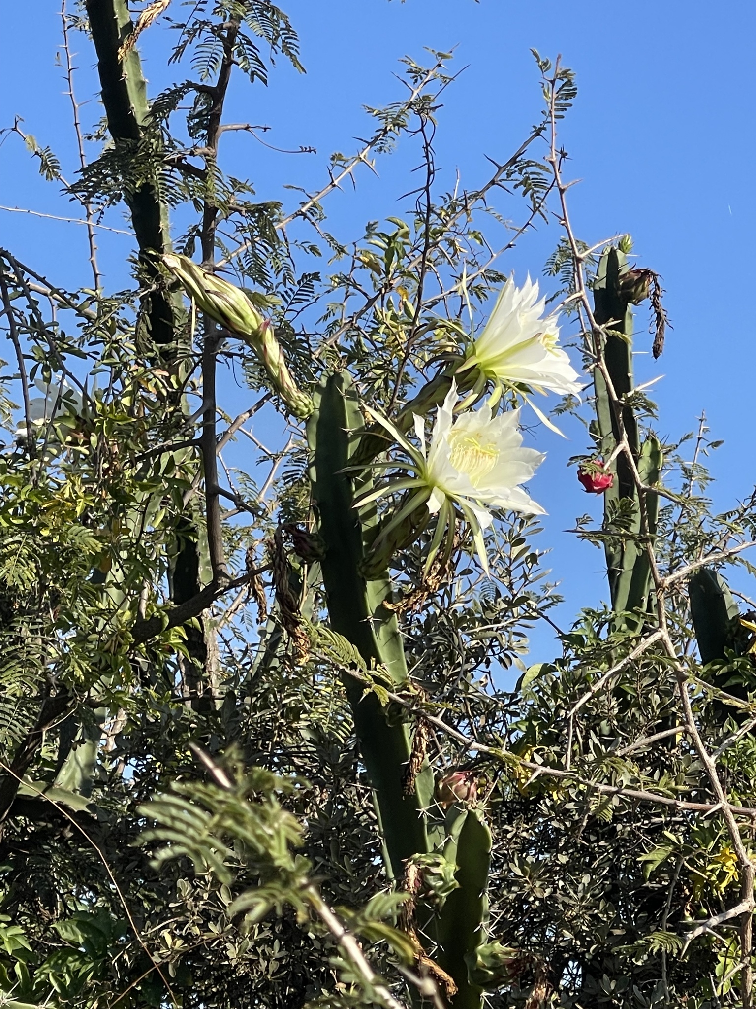 Harrisia bonplandii (Parm.) Britton & Rose