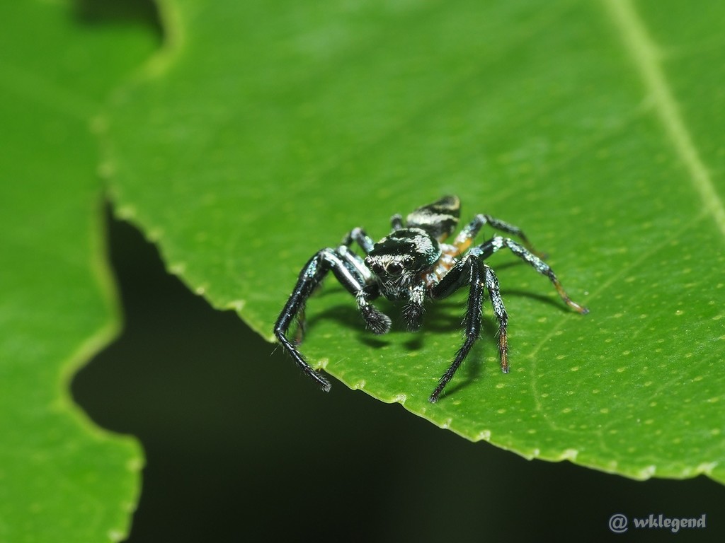 Metallic blue jumper from 香港西貢 on October 20, 2018 at 10:55 AM by ...