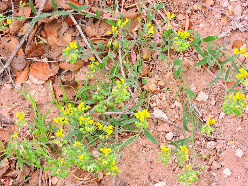 Gordon's bladderpod from Dunbar-Manhattan Heights, Lubbock, TX, USA on ...