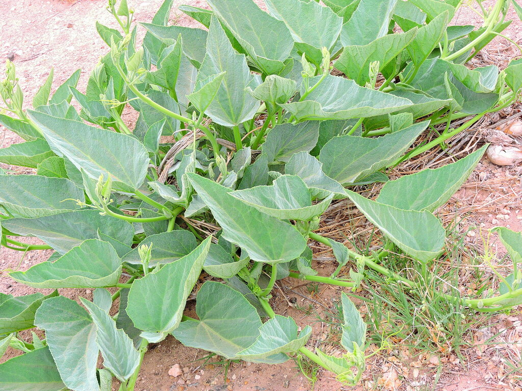Buffalo Gourd from Dunbar-Manhattan Heights, Lubbock, TX, USA on April ...