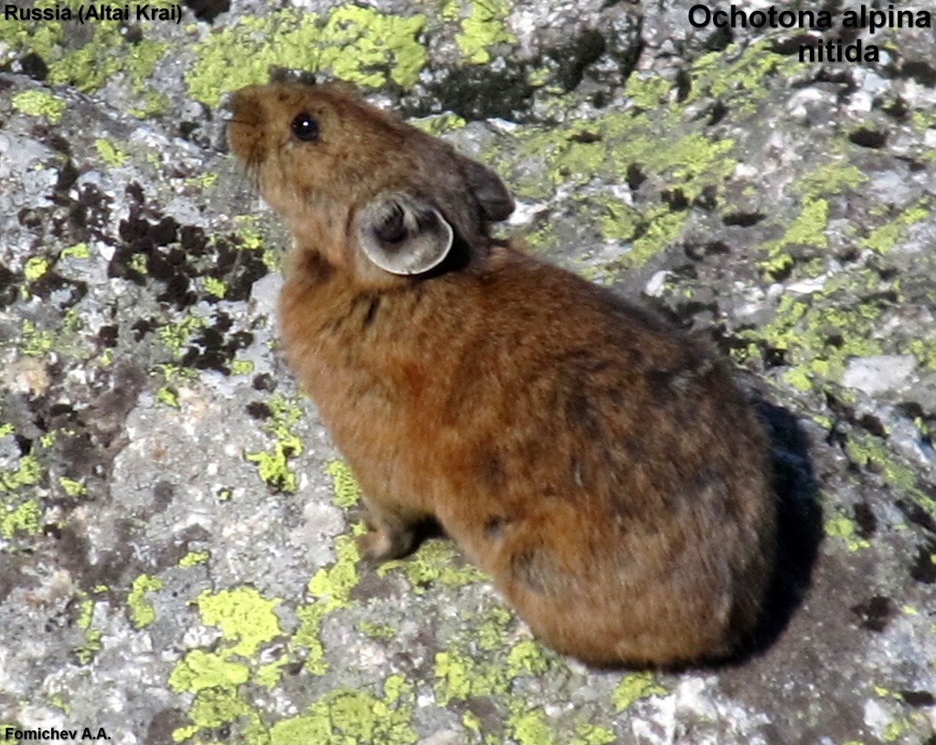 Alpine Pika from Russia, Altai Krai, Tigireckij Mountain Range on ...
