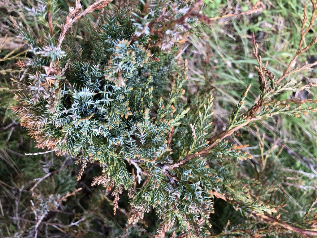 Seaside Juniper from Helliwell, Comox-Strathcona, British Columbia ...
