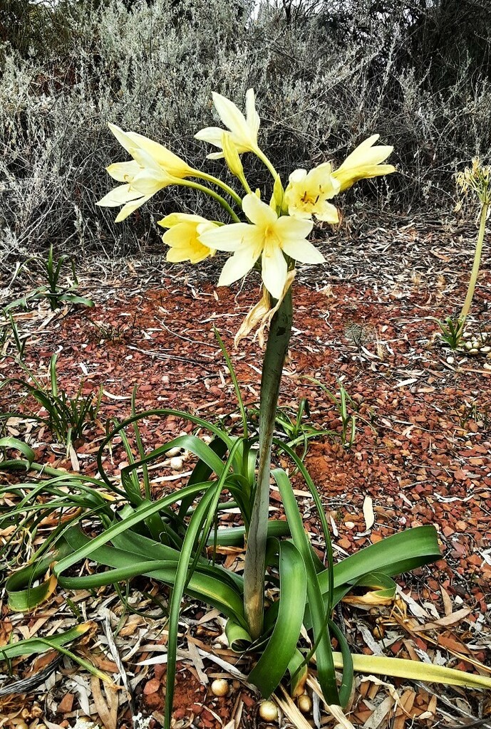 Crinum flaccidum from Port Augusta SA, Australia on March 29, 2023 at ...