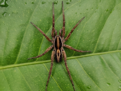 Venatrix furcillata · iNaturalist Australia