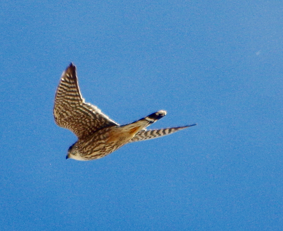 Merlin from Bow River valley, upstream of Highwood RIver confluence ...