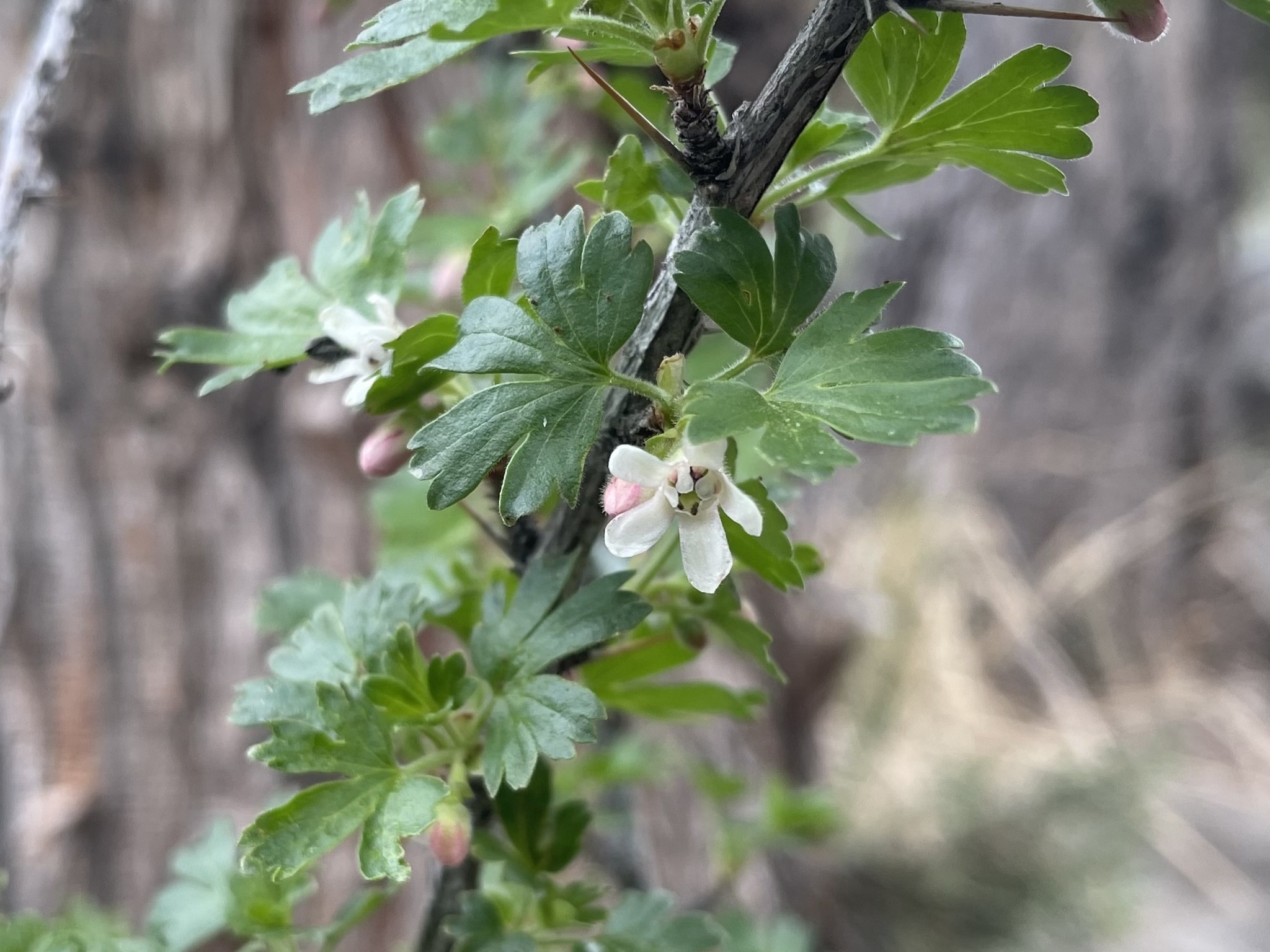 Ribes velutinum Greene