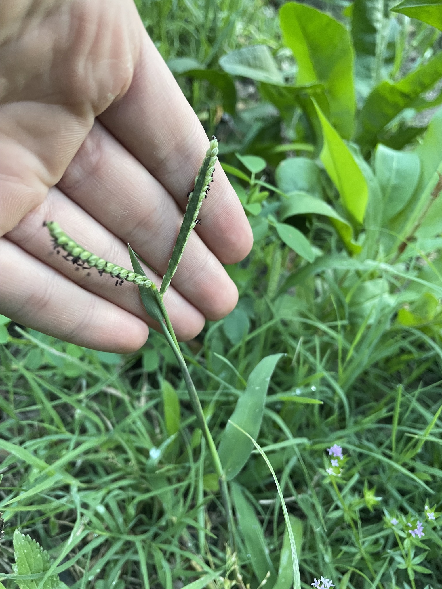 Paspalum pubiflorum Rupr. ex E.Fourn.