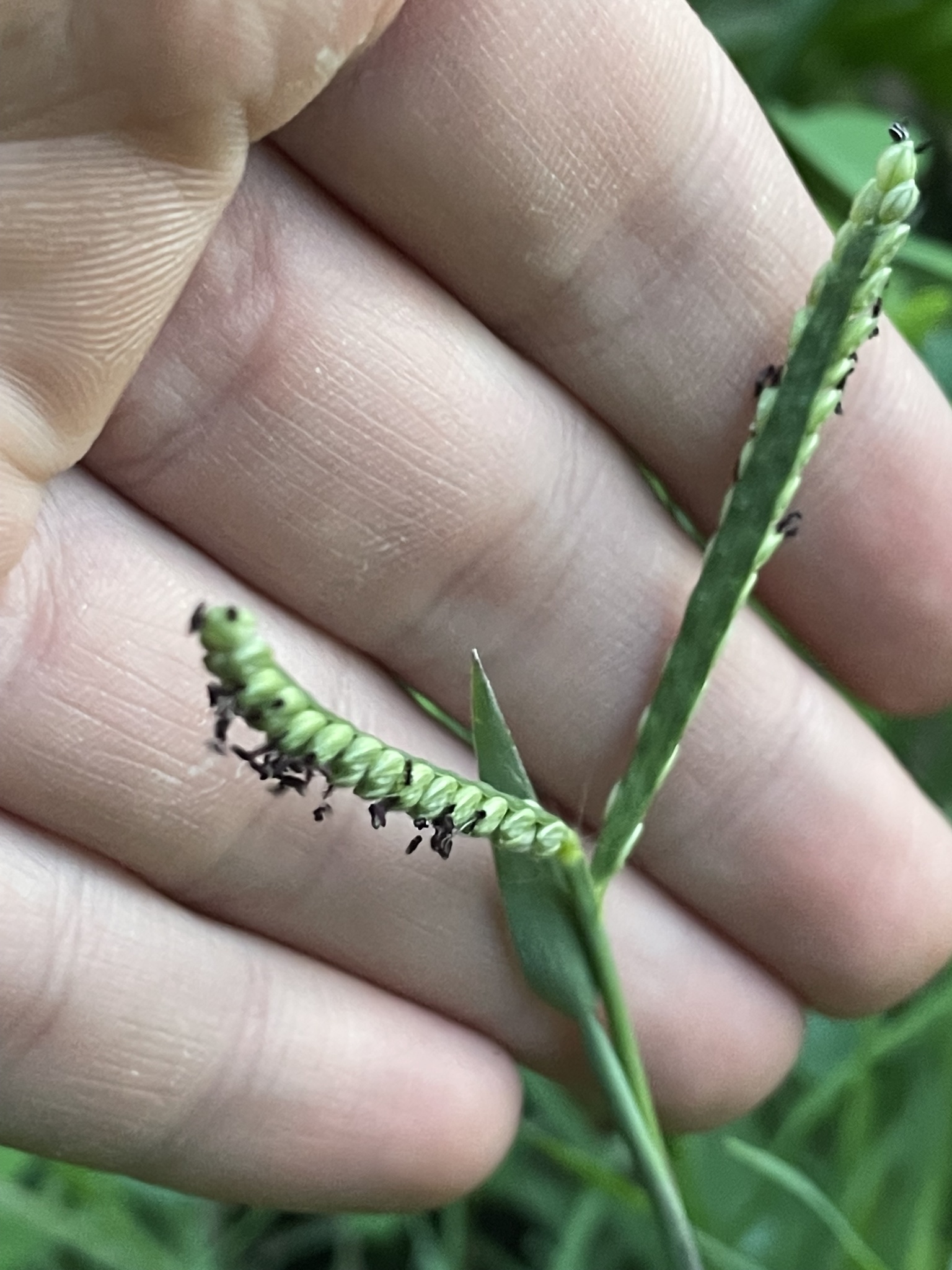 Paspalum pubiflorum Rupr. ex E.Fourn.
