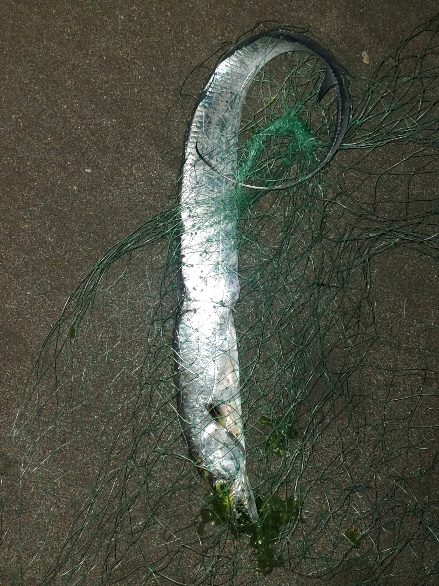 Trichiurus lepturus Linnaeus, 1758