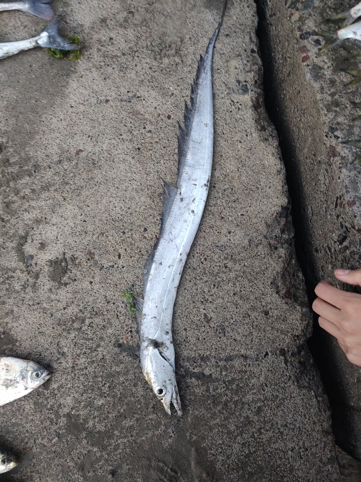 Trichiurus lepturus Linnaeus, 1758