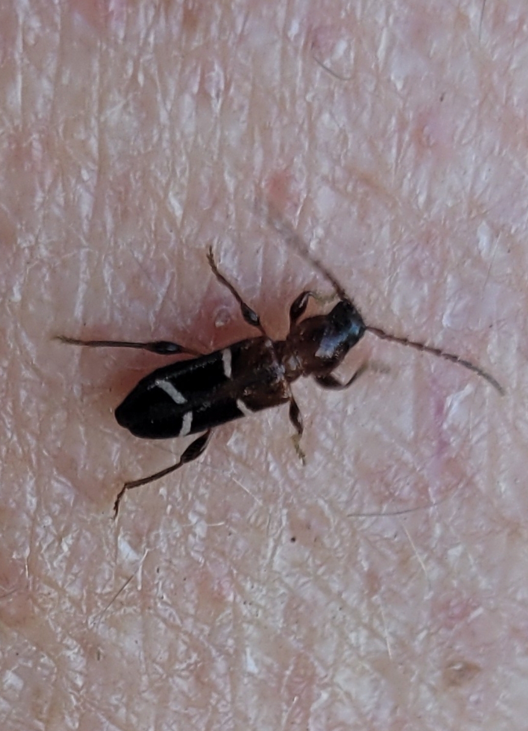 Phymatodes nitidus LeConte, 1874