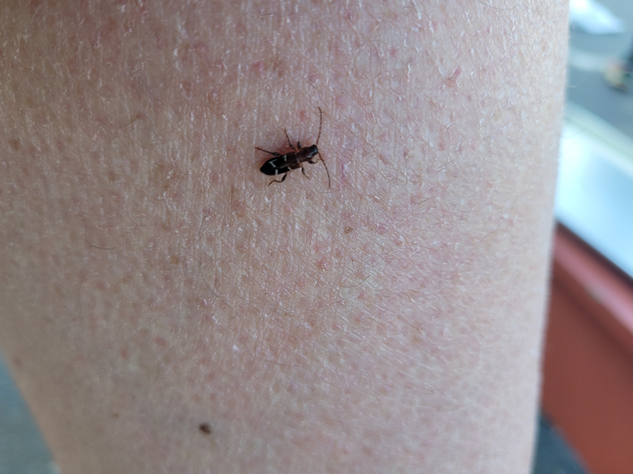 Phymatodes nitidus LeConte, 1874