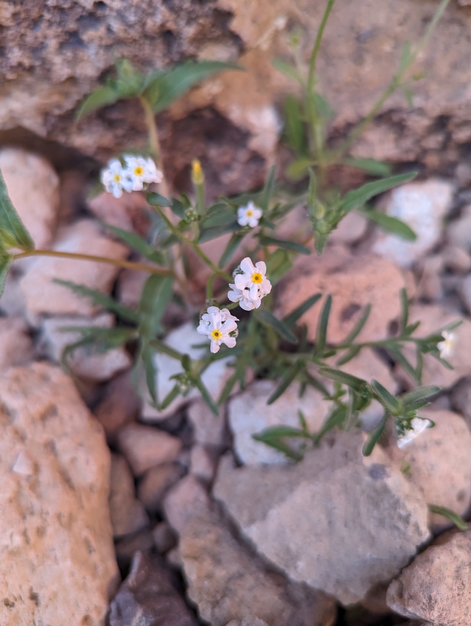 Cryptantha utahensis (A.Gray) Greene