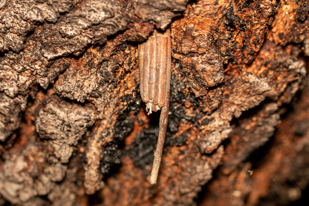 Common Case Moth from Wodonga VIC 3690, Australia on April 20, 2023 at ...