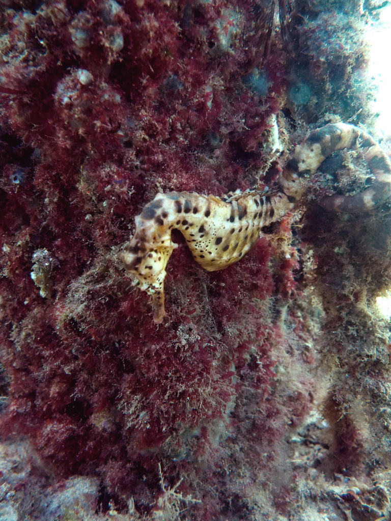 Bigbelly Seahorse from Narooma NSW 2546, Australia on March 02, 2023 at ...