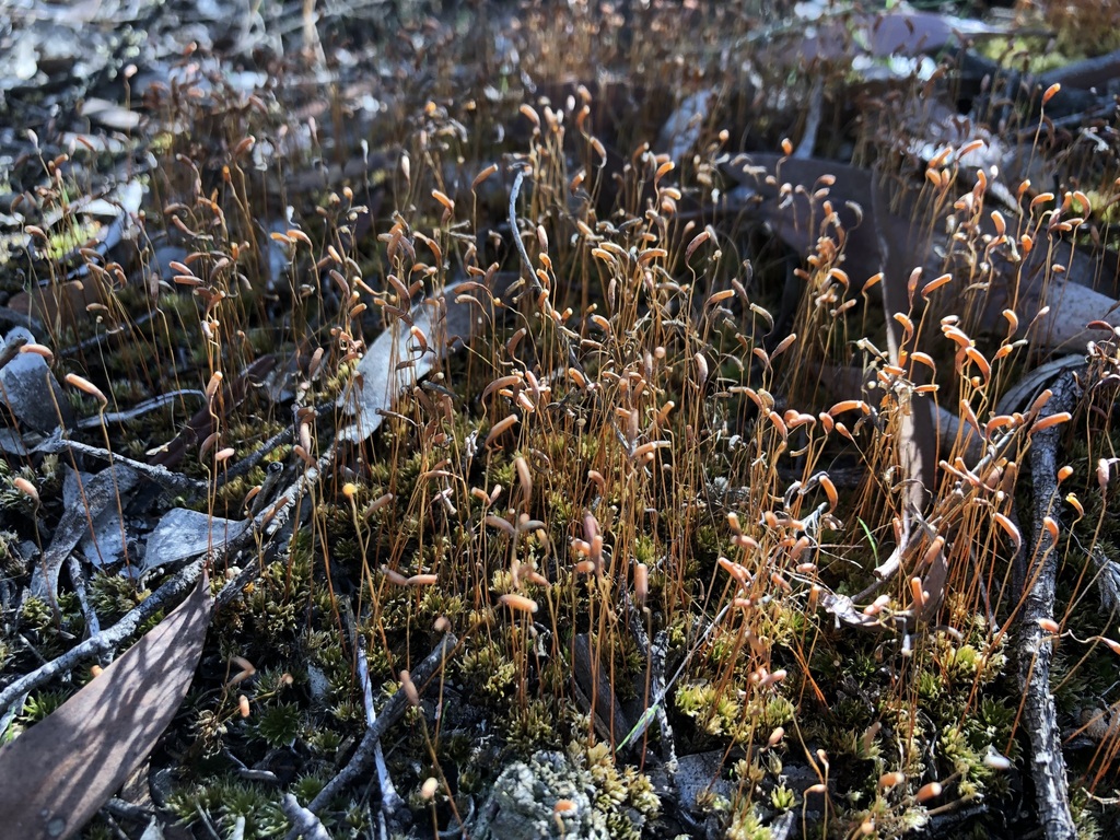 plants from Ngarkat SA 5302, Australia on April 24, 2023 at 10:59 AM by ...
