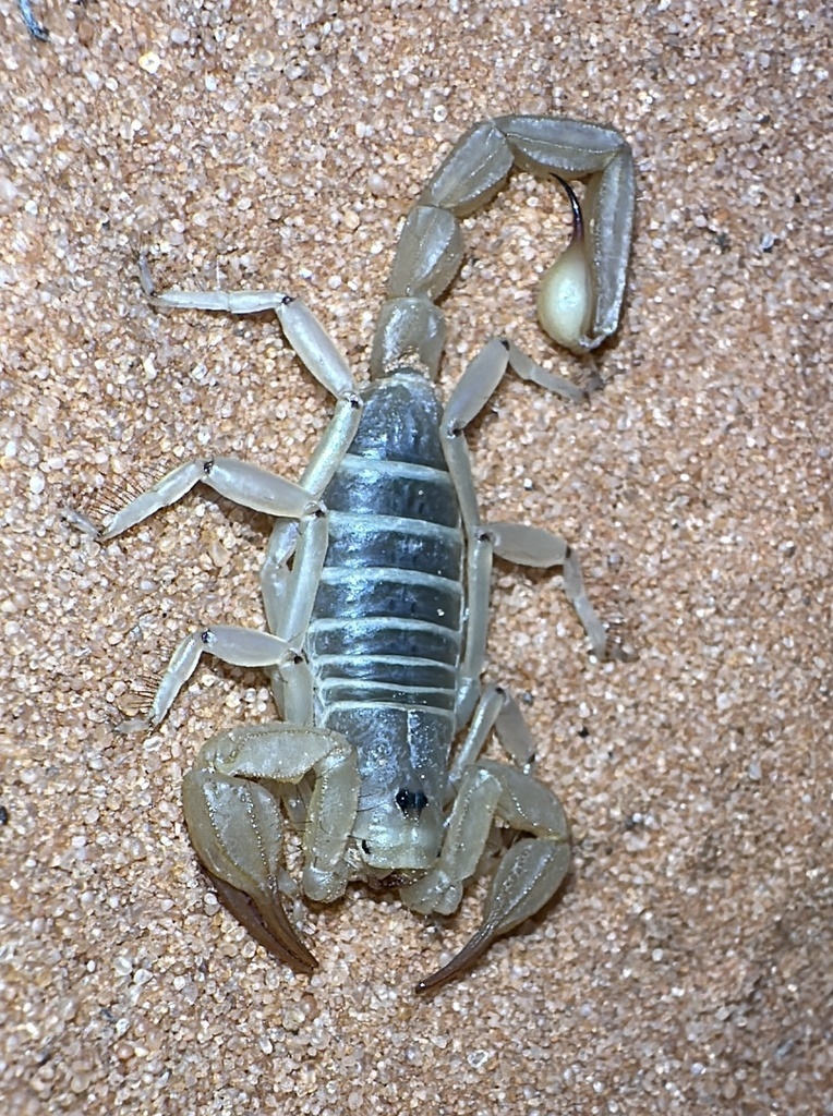 Paruroctonus from Hurricane, UT, US on April 23, 2023 at 09:13 PM by ...