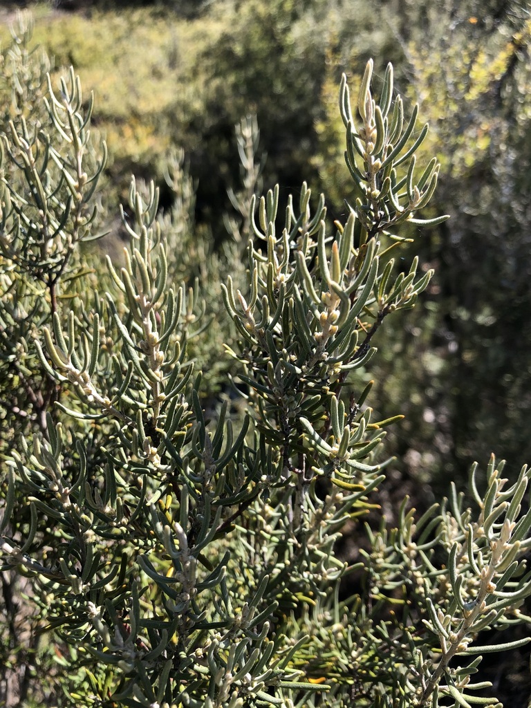 Bertya tasmanica from Ngarkat SA 5302, Australia on April 24, 2023 at ...