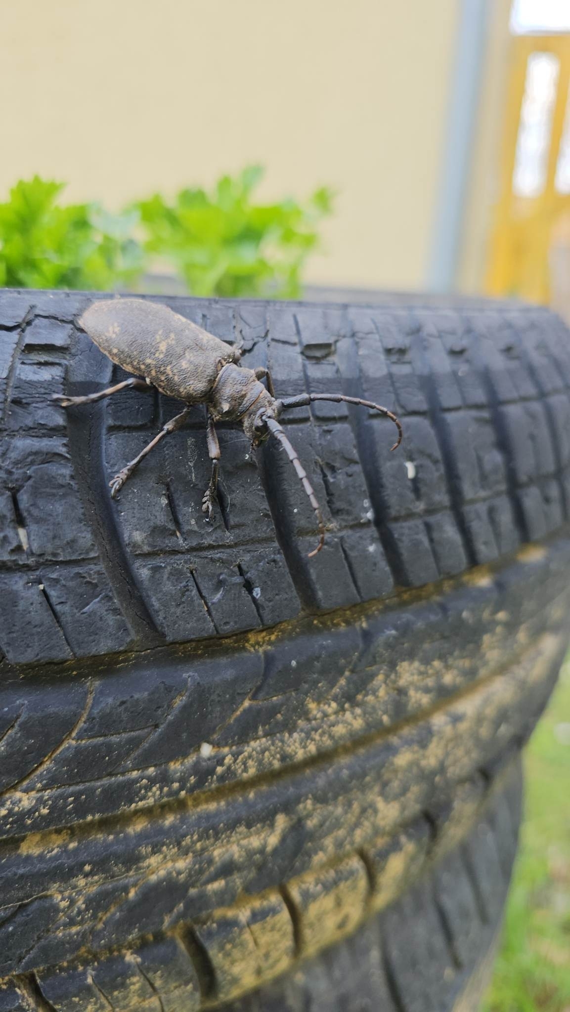 Lamia textor (Linnaeus, 1758)