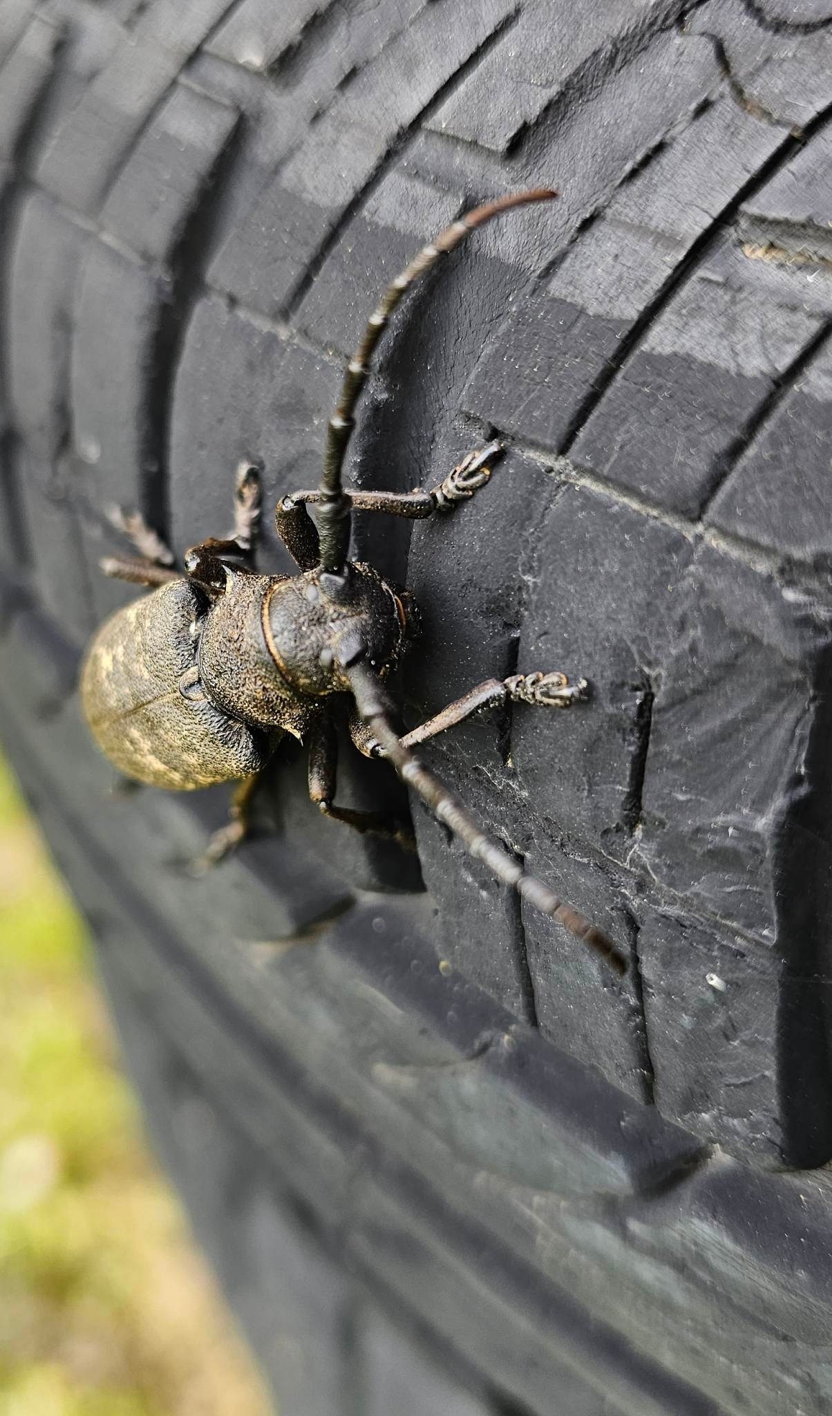 Lamia textor (Linnaeus, 1758)