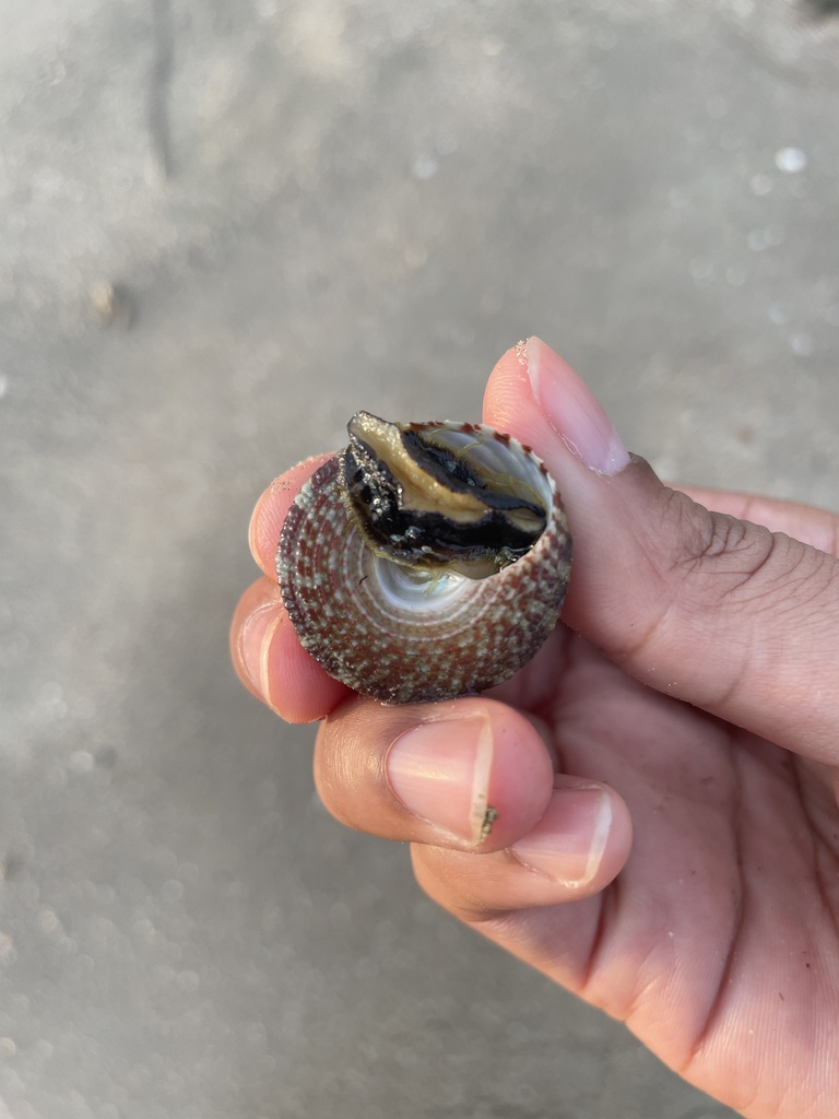 red spotted topshell from อ่าวแหลมโตนด, TH on April 23, 2023 at 05:59 ...