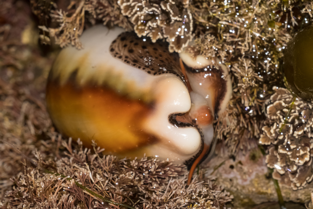 Chestnut Cowry in April 2023 by christrent · iNaturalist