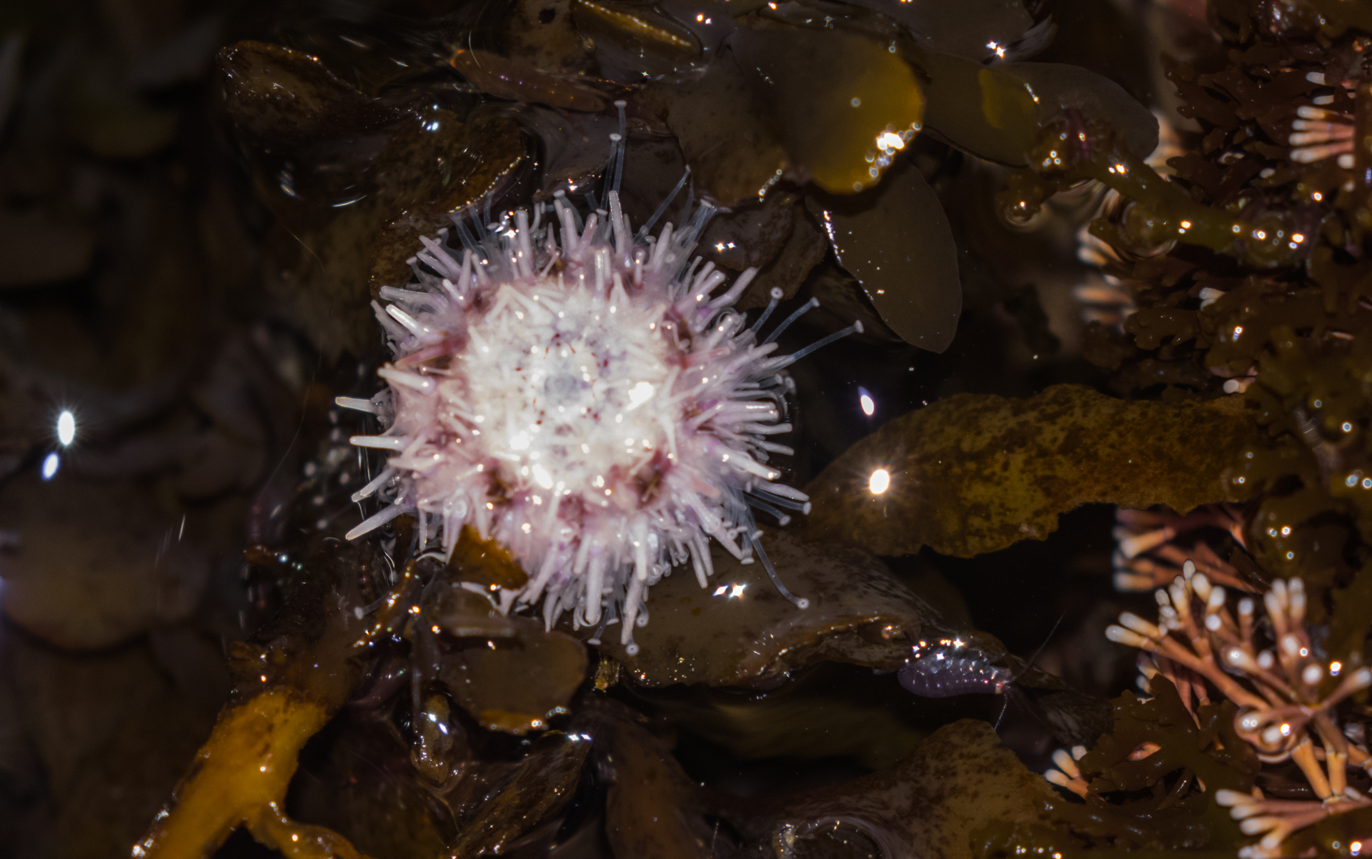 Lytechinus pictus (Verrill, 1867)