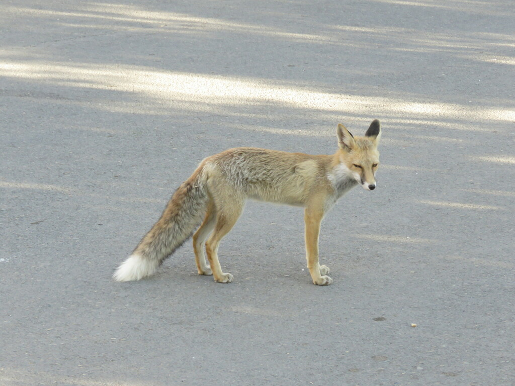 Turkmenian Red Fox (Vulpes vulpes flavescens) - Know Your Mammals