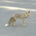 Turkmenian Red Fox (Subspecies Vulpes vulpes flavescens) · iNaturalist