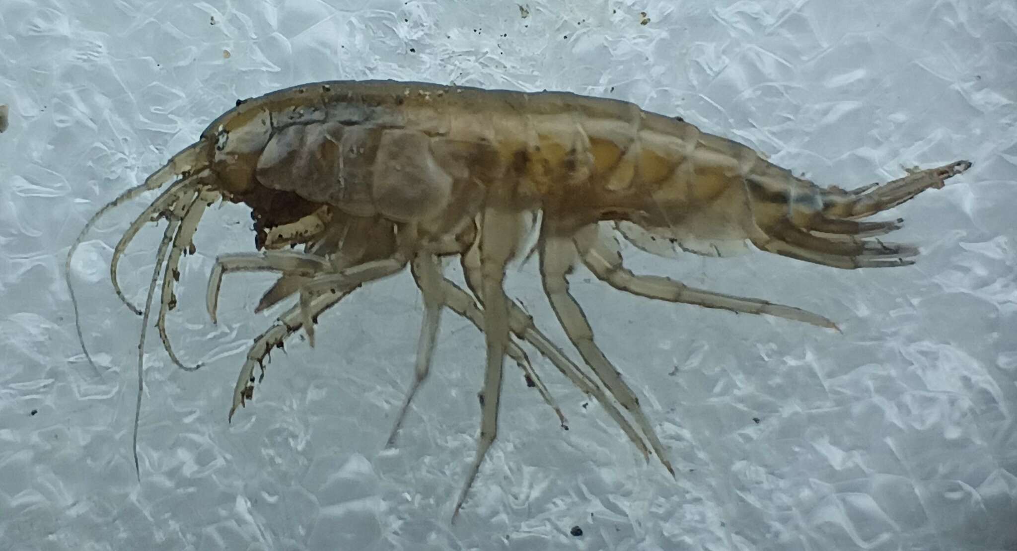 Gammarus lacustris G.O.Sars, 1863