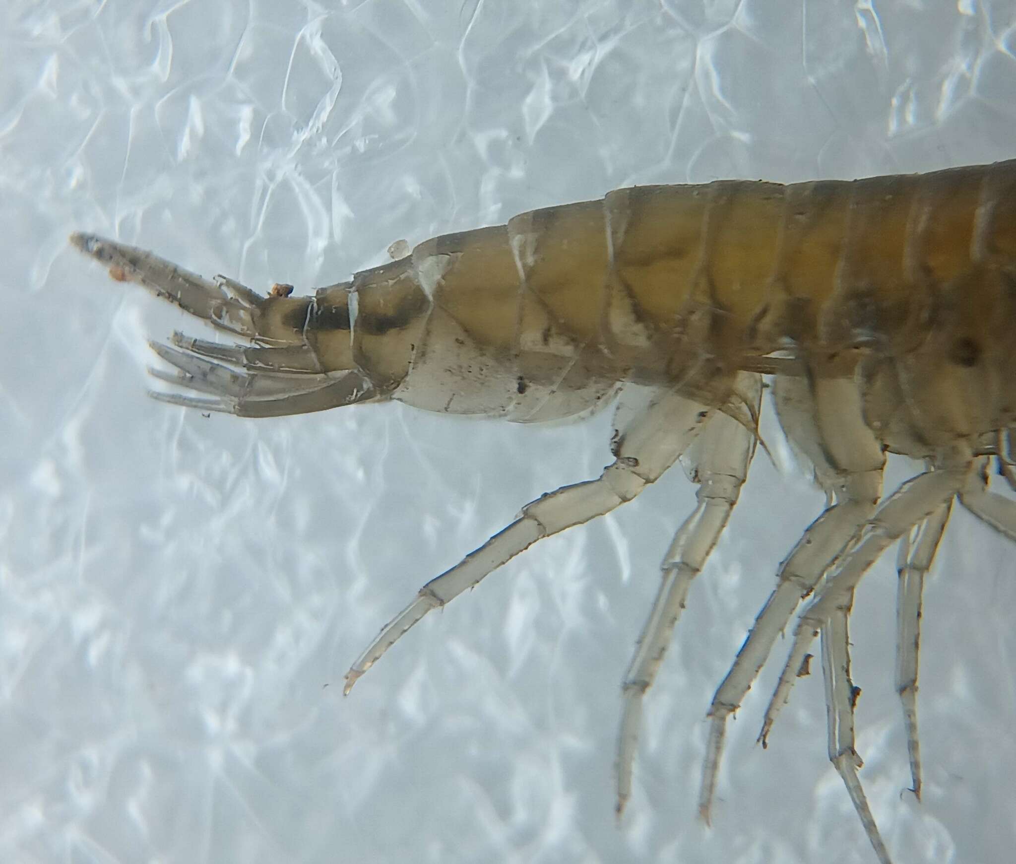Gammarus lacustris G.O.Sars, 1863
