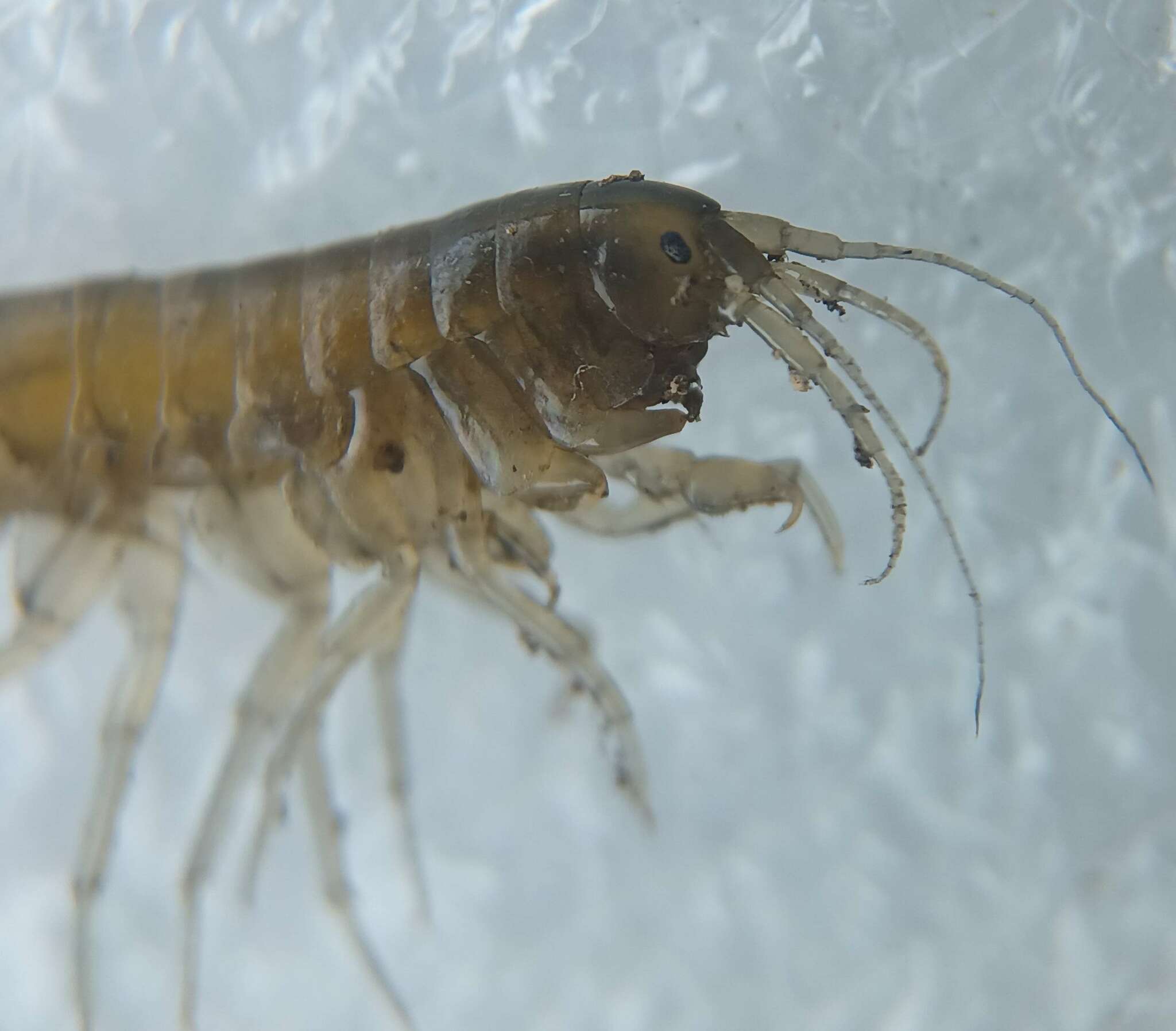 Gammarus lacustris G.O.Sars, 1863