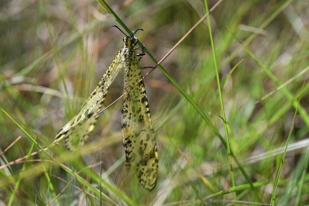 Palpares pardaloides from Ambohidratrimo, Madagascar on April 23, 2023 ...