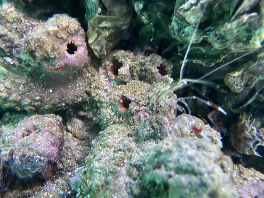 rock-pool shrimp from Billa Bilba Creek, Narooma, NSW, AU on April 09 ...