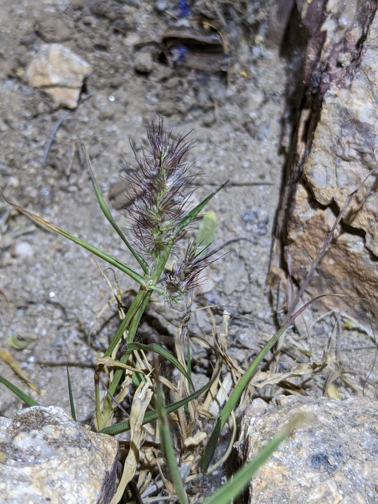 buffelgrass from Tucson, AZ 85750, USA on April 23, 2023 at 07:42 PM by ...